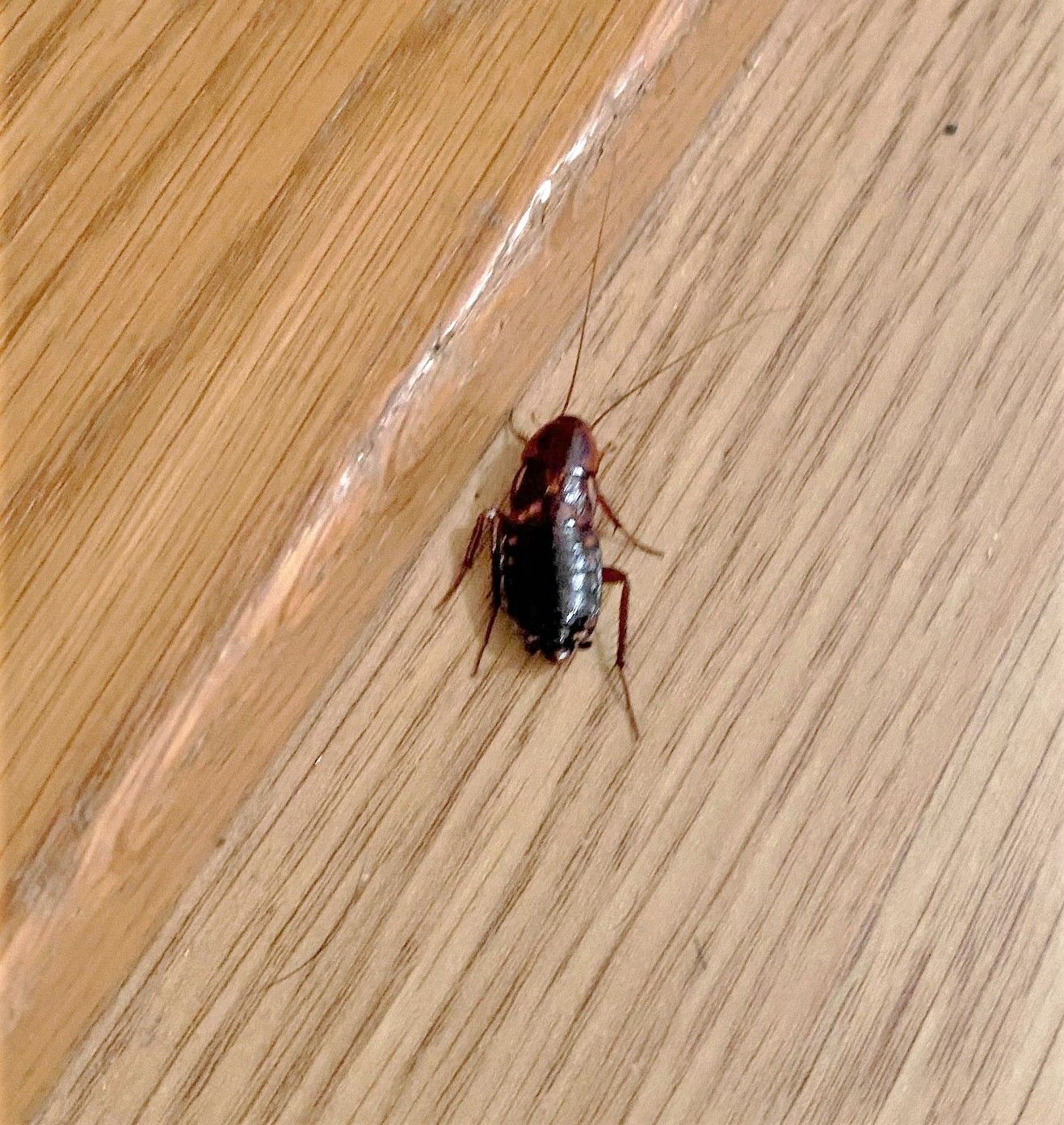 Torakka sisätiloissa - Kysymyksiä ja vastauksia hyönteisistä ...